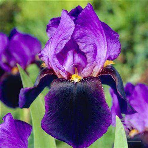 Baardiris - Iris (G) 'Nightfall'