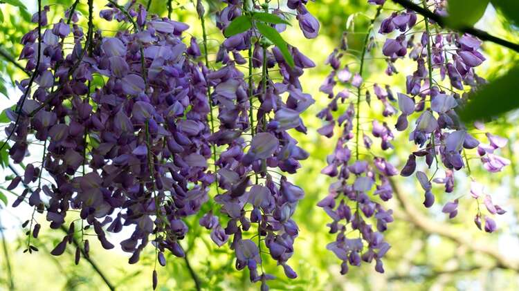 Blauwe regen - Wisteria - wanneer moet ik deze snoeien Blauwe regen - Wisteria - wanneer moet ik deze snoeien