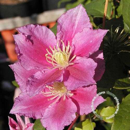 Bosrank - Clematis 'Piilu'