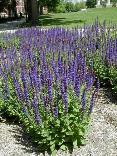 Bossalie - Salvia nemorosa