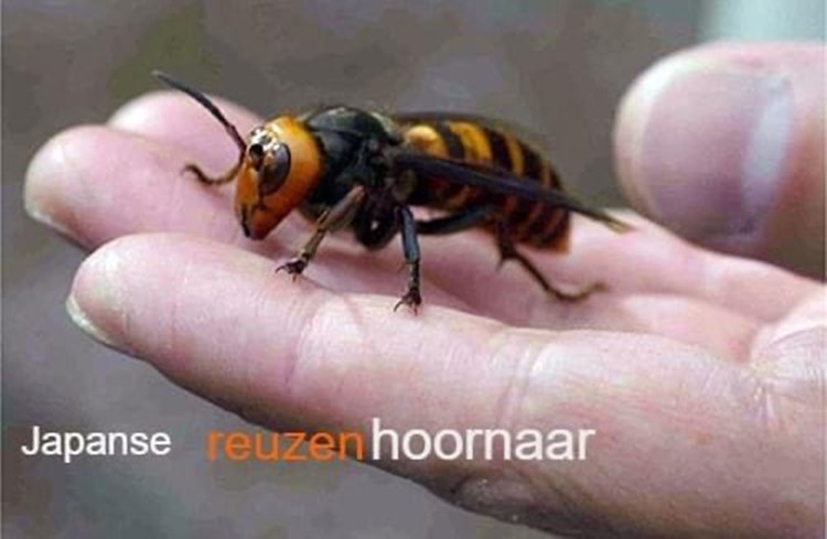 Aziatische Hoornaar Nederland Aziatische Hoornaar Insect EQIUWY