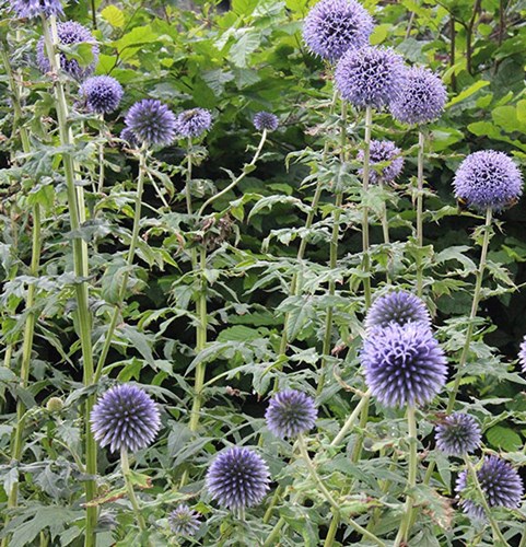 Echinops / Kogeldistel (soort)