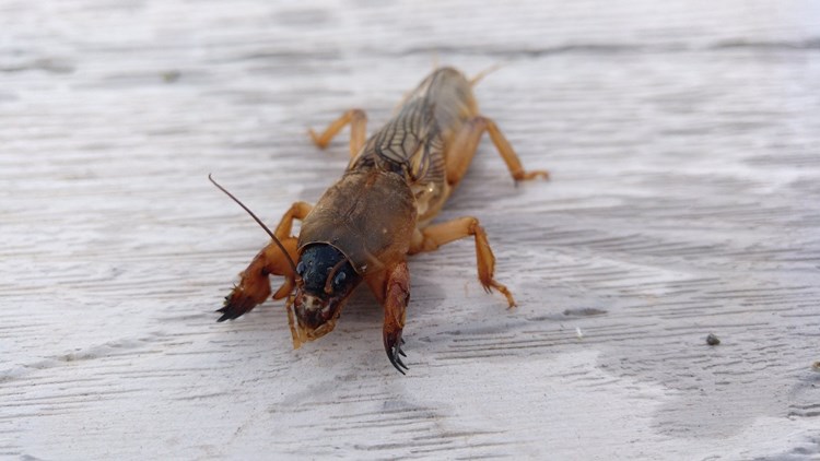 Groot insect met klauwen gevonden