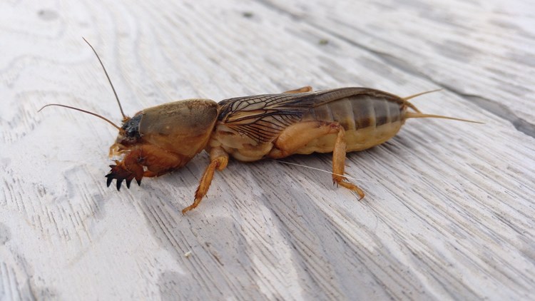 Groot insect met klauwen gevonden