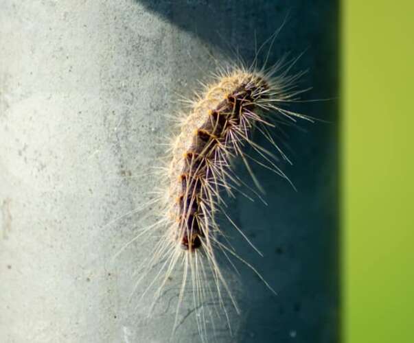 Hoe ziet de dennenprocessierups eruit