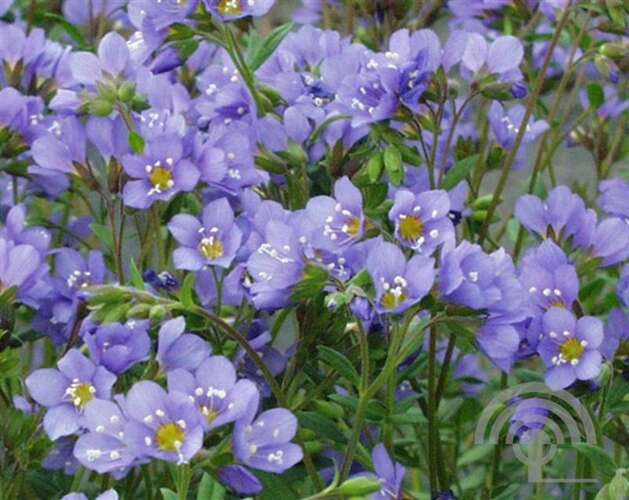 Jacobsladder - Polemonium reptans 'Blue Pearl'