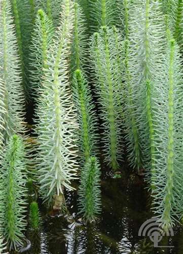 Lidsteng - Hippuris vulgaris