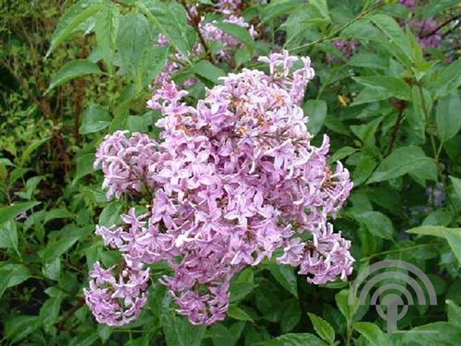 Sering - Syringa chinensis