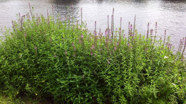 Stachys palustris / Moerasandoorn