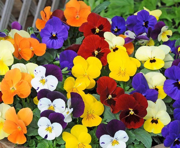 Viola / Viooltje (soort)