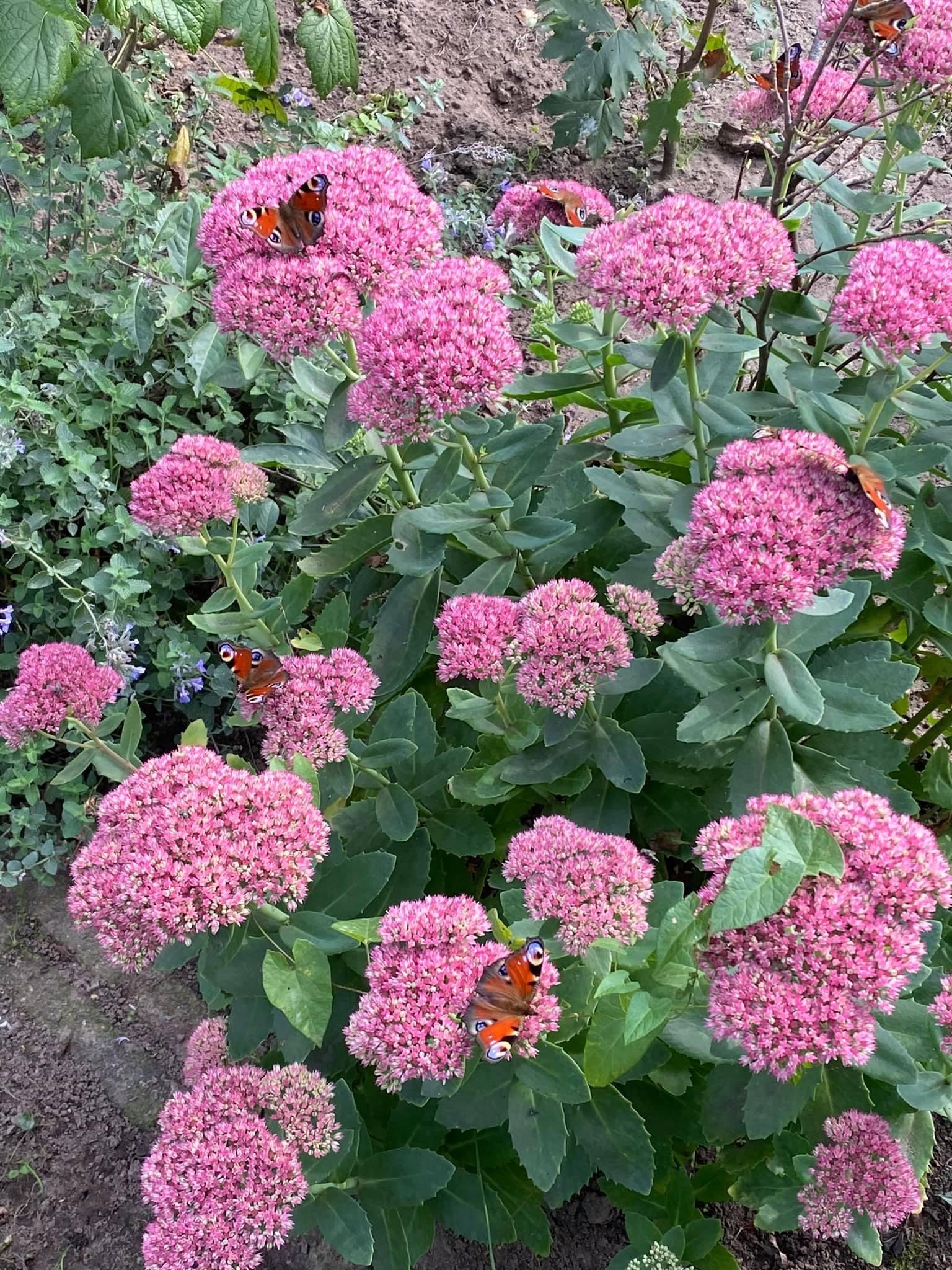 Sedum / Hemelsleutel (hoge soorten)