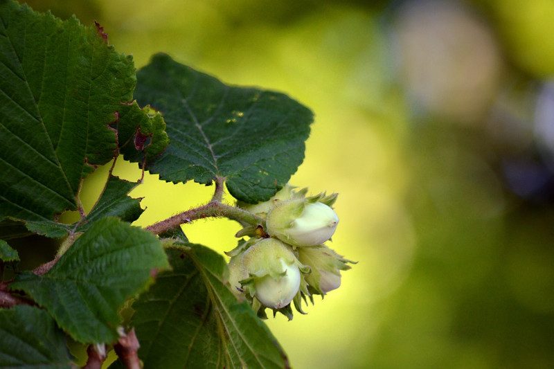 10 Planten voor meer vlinders in je tuin volgend jaar