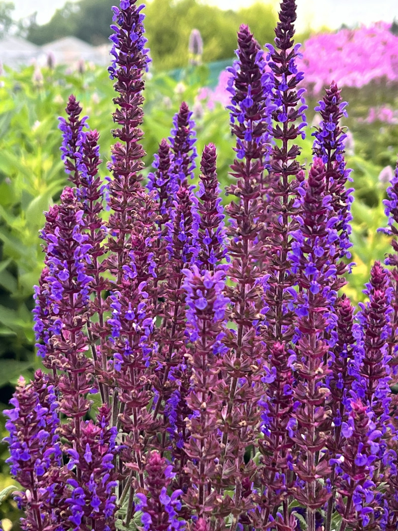 Bossalie (Salvia nemorosa)