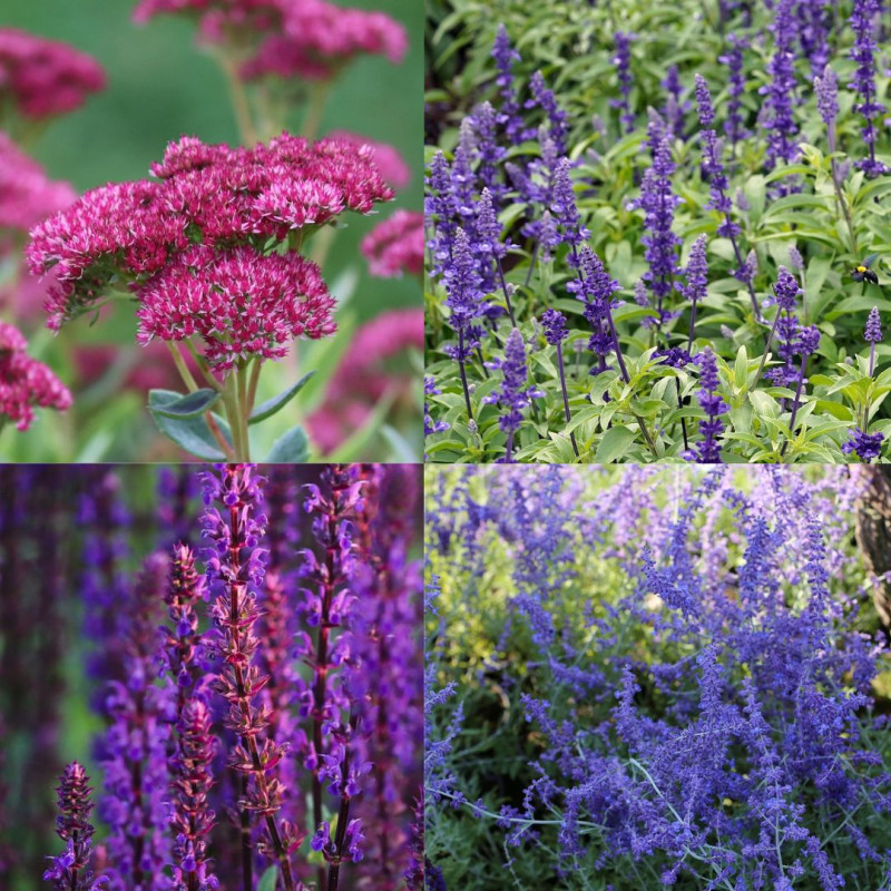 Bossalie (Salvia nemorosa)