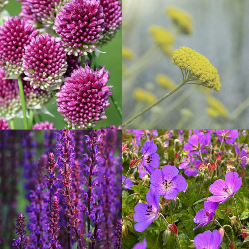 Bossalie (Salvia nemorosa)