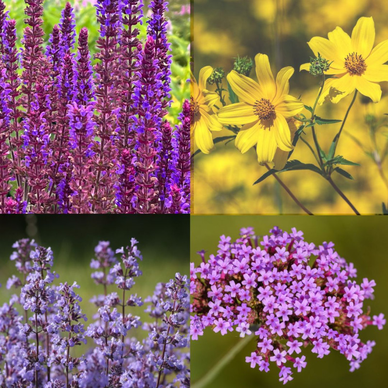 Bossalie (Salvia nemorosa)