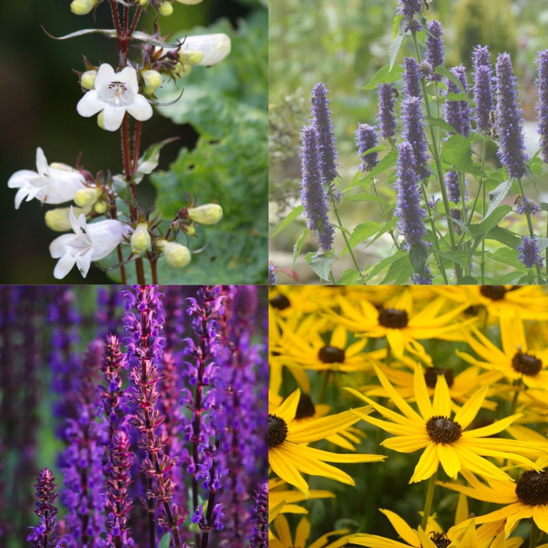 Bossalie (Salvia nemorosa)