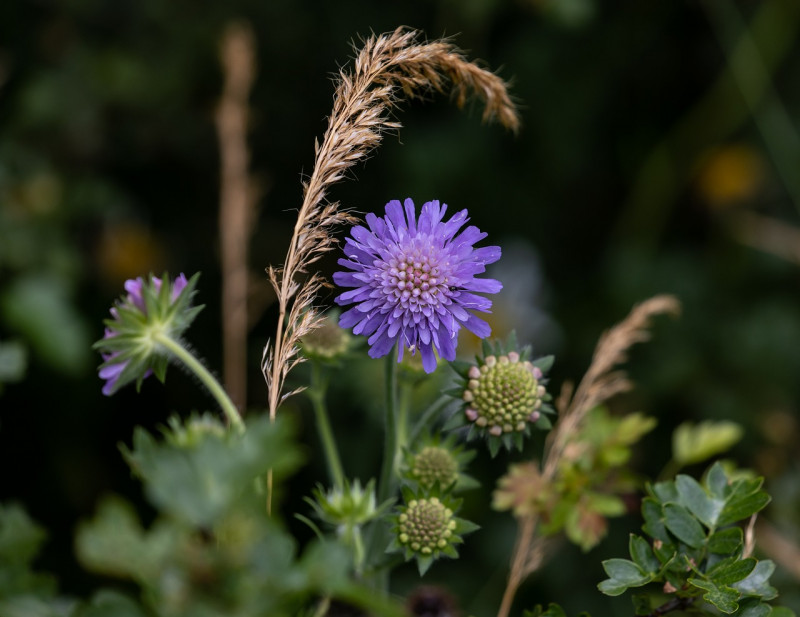 Inheemse vaste planten voor de tuin