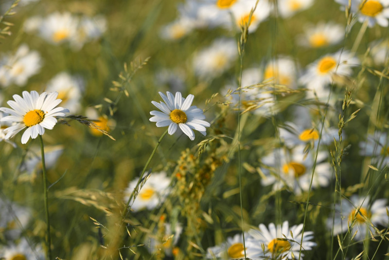 Inheemse vaste planten voor de tuin