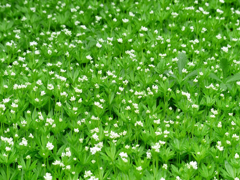 Inheemse vaste planten voor de tuin