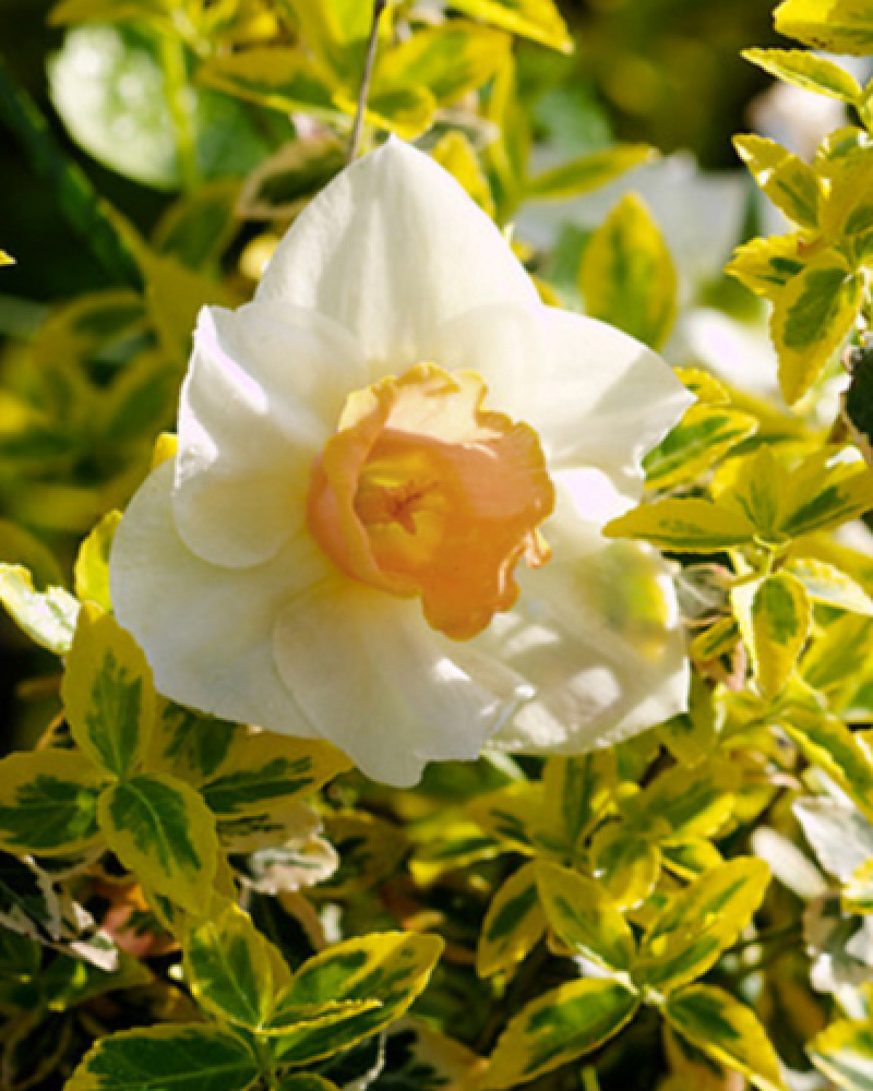 Plantlijst; De mooiste narcis soorten voor elke lentetuin.