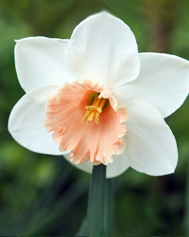 Plantlijst; De mooiste narcis soorten voor elke lentetuin.