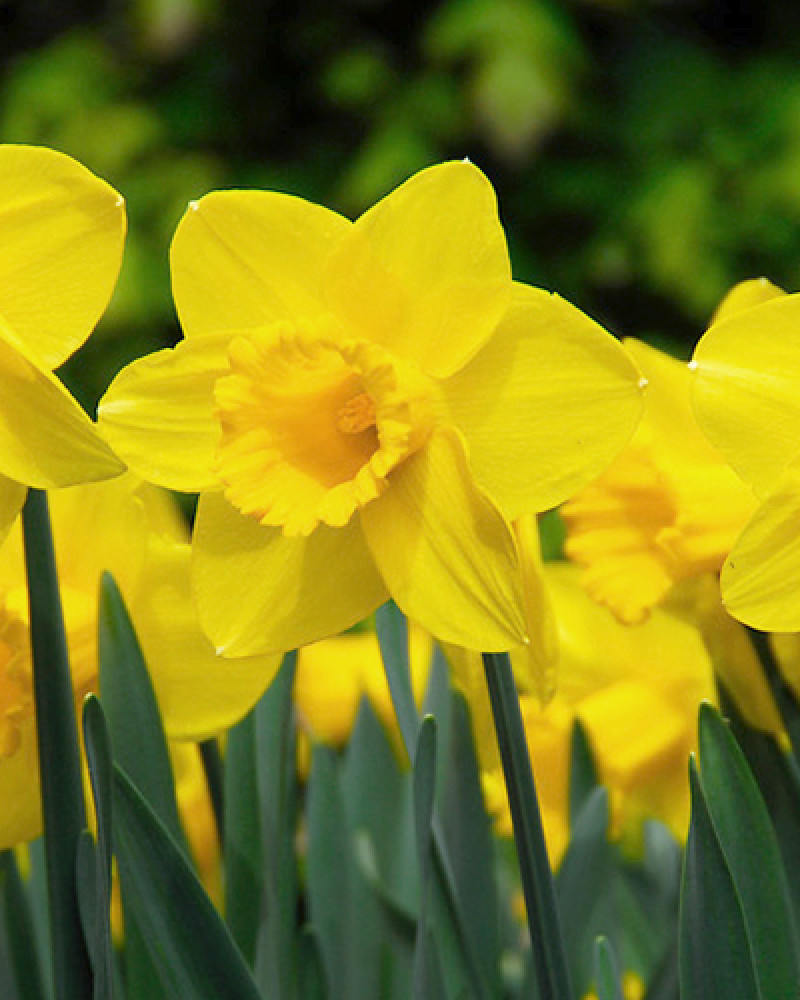Plantlijst; De mooiste narcis soorten voor elke lentetuin.