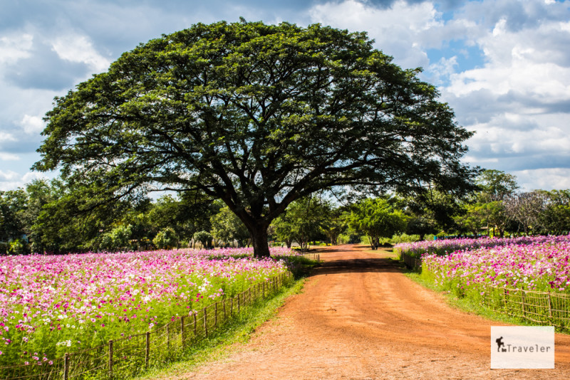 Verschillende soorten bomen