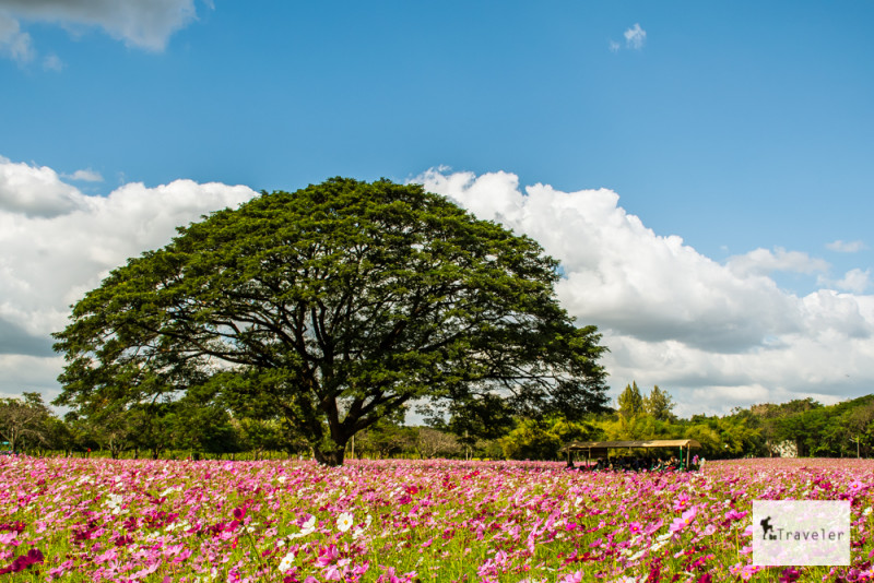 Verschillende soorten bomen