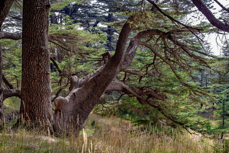 Verschillende soorten bomen