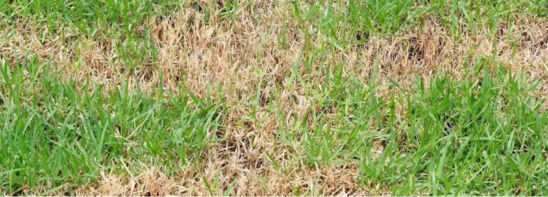 Hoe herken je Emelten en Engerlingen?