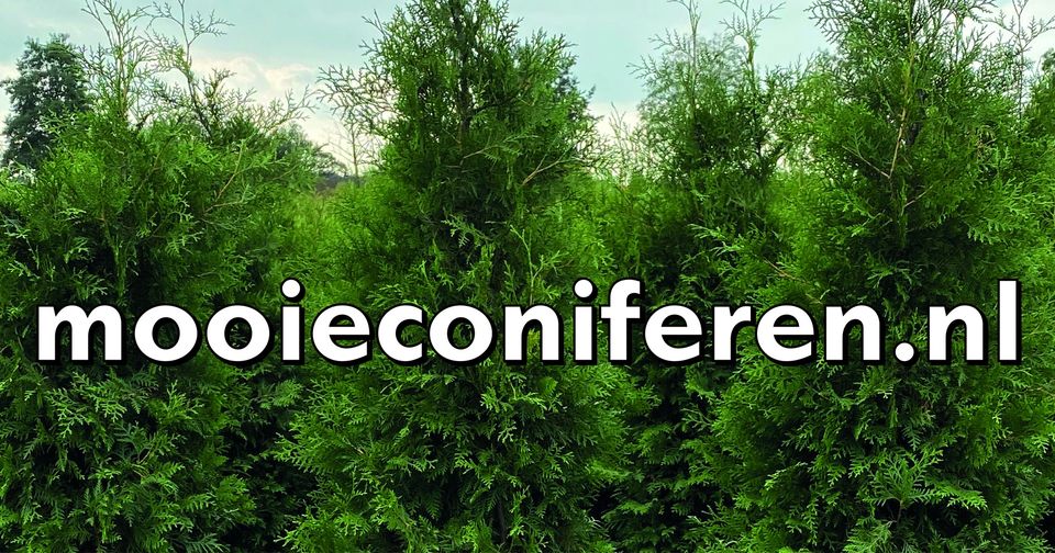 Coniferen kwekerij en haagbeplanting Groningen