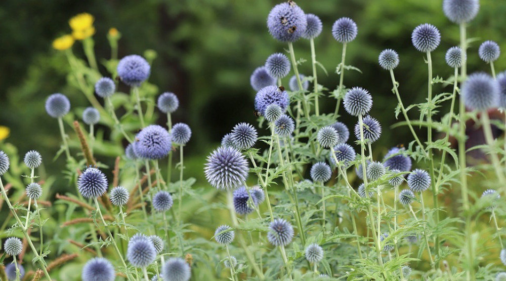 Echinops / Kogeldistel (soort)