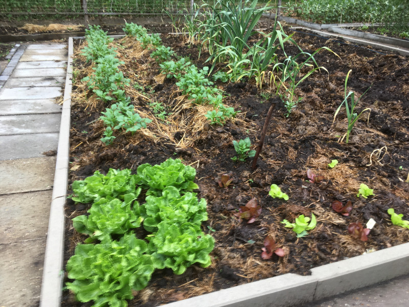 Een Moestuin beginnen, of ben je een beginnende moestuinder: Wat komt ...